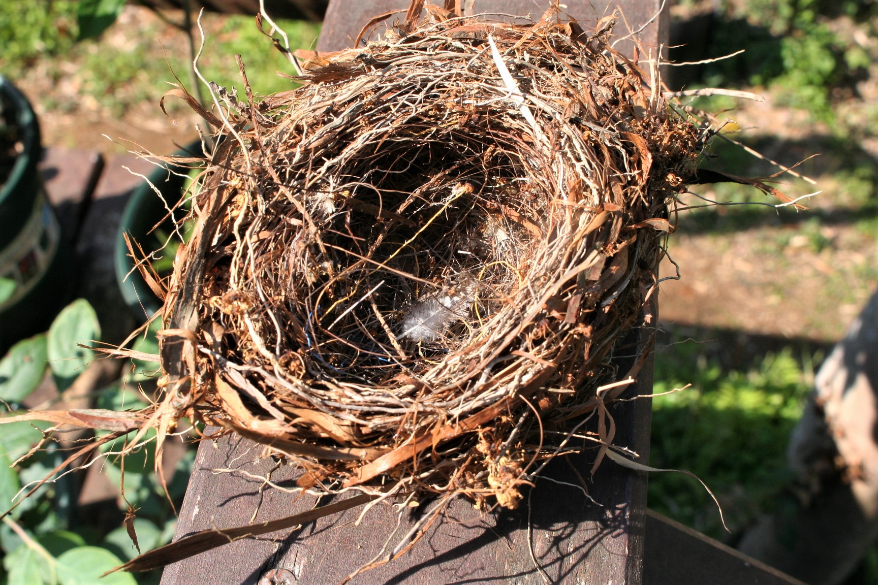 Everything Is Natural” Material For Birds The Orgasmic Diet