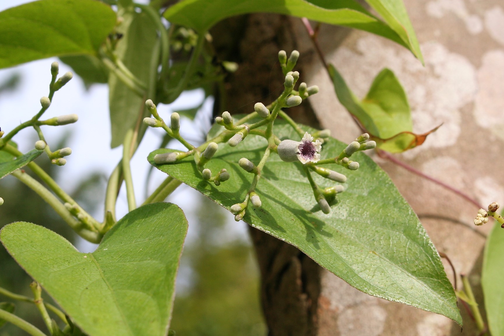 Mukago Flower | The Orgasmic Diet